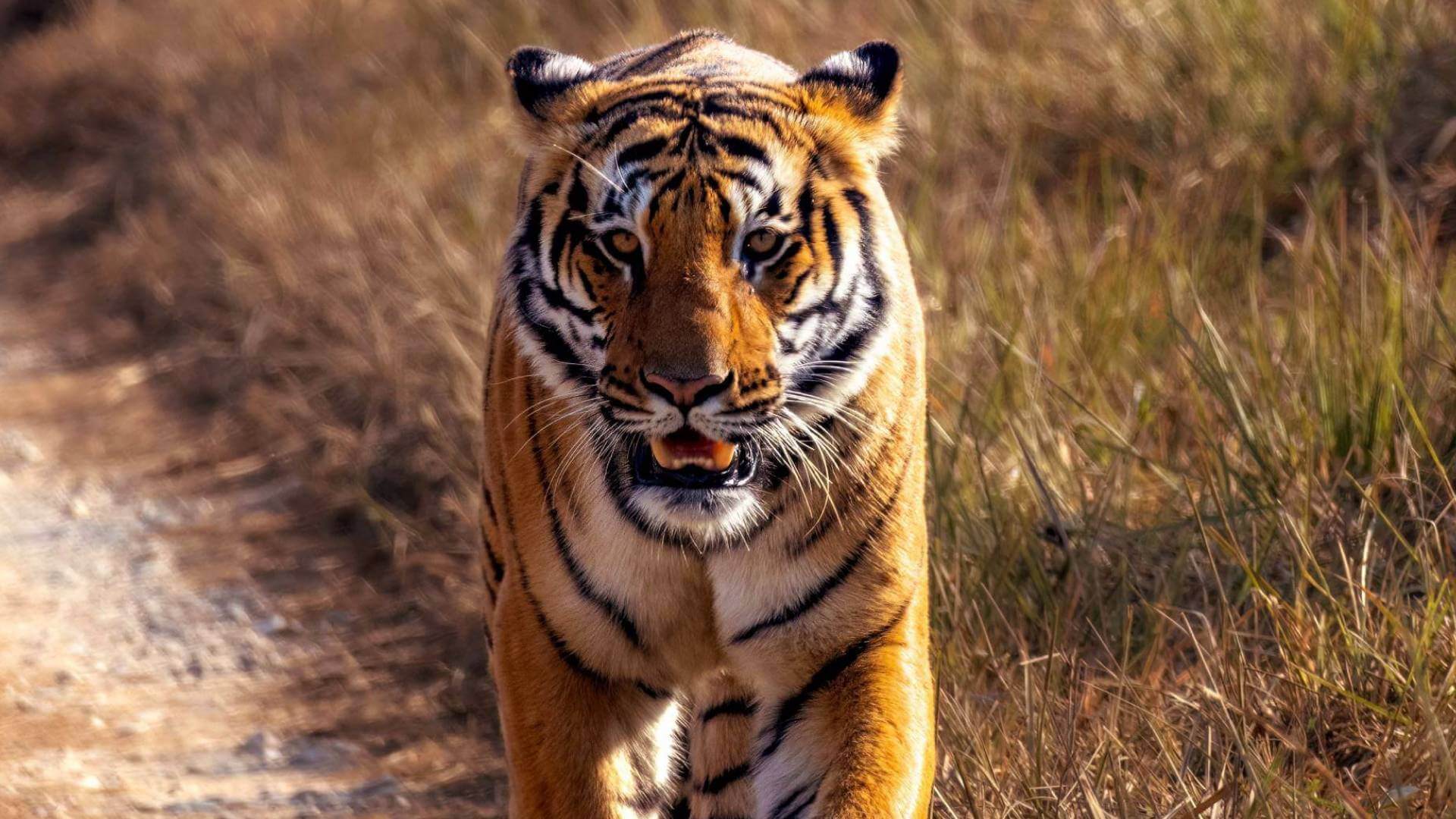 Corbett Tour Packages: Book Corbett Safari Tours & Holiday at Best Price