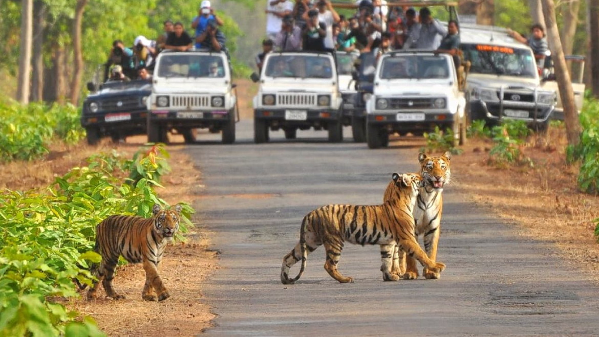 Delhi Corbett Tour Packages - Corbett Holiday Tours