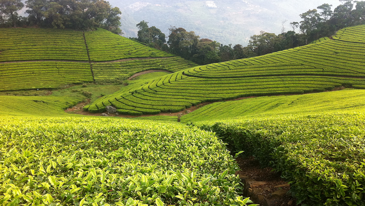 Kerala Tour from Bangalore: Explore the Stunning Landscape & Pristine ...