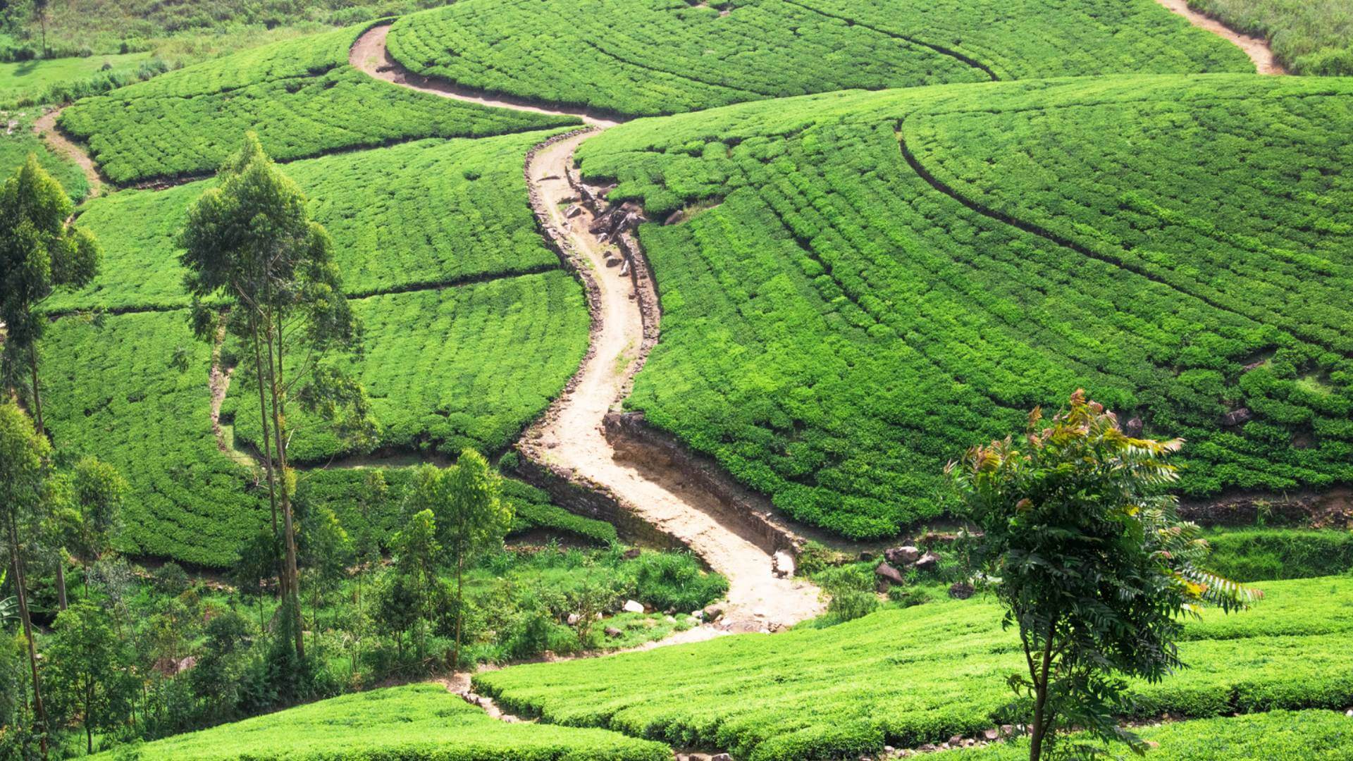 30+ Munnar Tour Packages with up to 30% Off | Tour My India