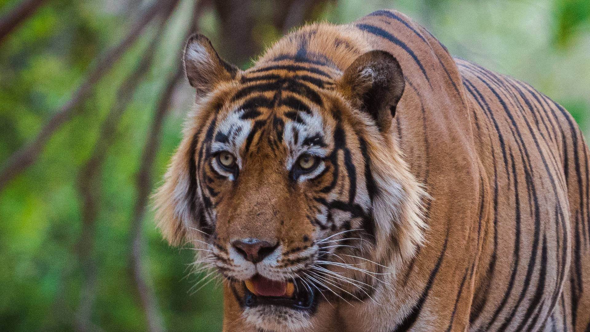 Ranthambore Tour Packages | Best Wildlife Safari Packages for ...