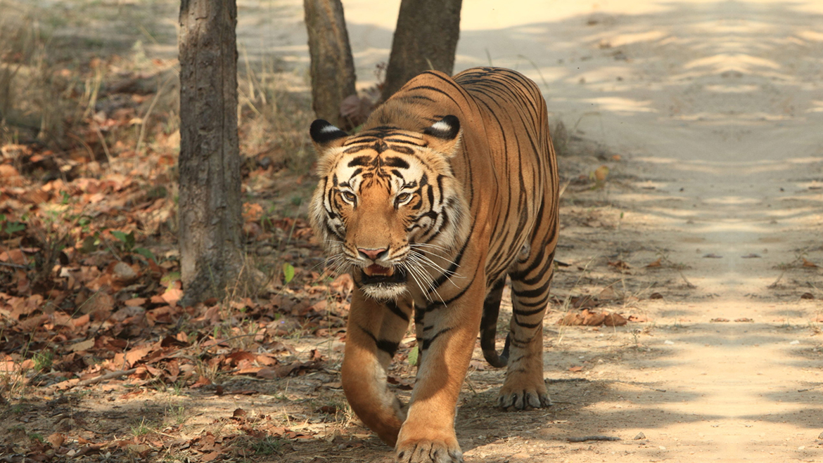 Sariska National Park & Tiger Reserve Rajasthan