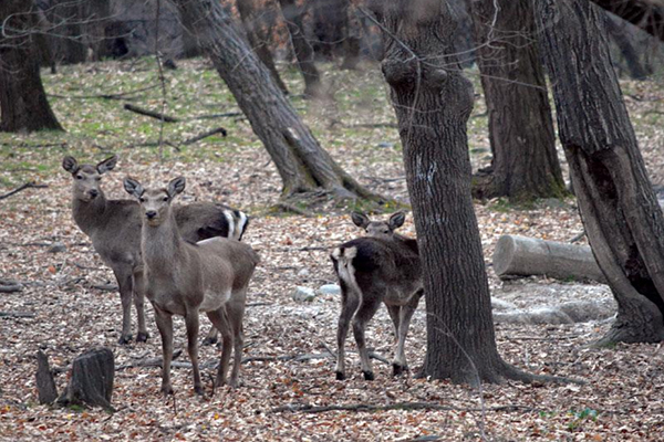 Dachigam National Park Kashmir India