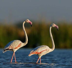 National Parks & Wildlife Sanctuaries in India - Wildlife Travel Guide