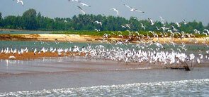 National Parks & Wildlife Sanctuaries in India - Wildlife Travel Guide